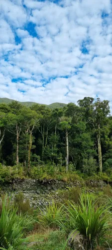 Best Hikes and Trails in Tararua Forest Park | AllTrails