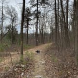 Buck Ridge Trail, Pennsylvania - 144 Reviews, Map | AllTrails