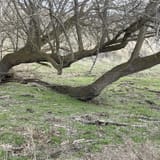 Towell Falls from Escure Ranch, Washington - 207 Reviews, Map | AllTrails