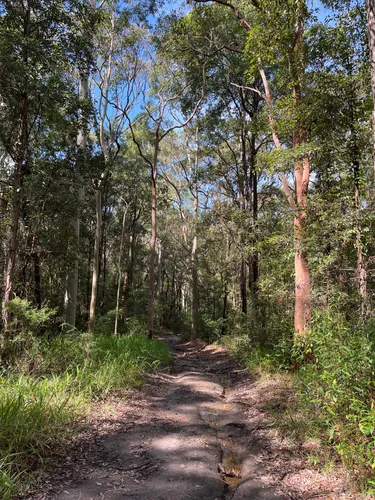 Best Hikes and Trails in Bangalay Reserve | AllTrails