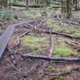 Arm River Track to Mount Ossa, Tasmania, Australia - 36 Reviews, Map ...