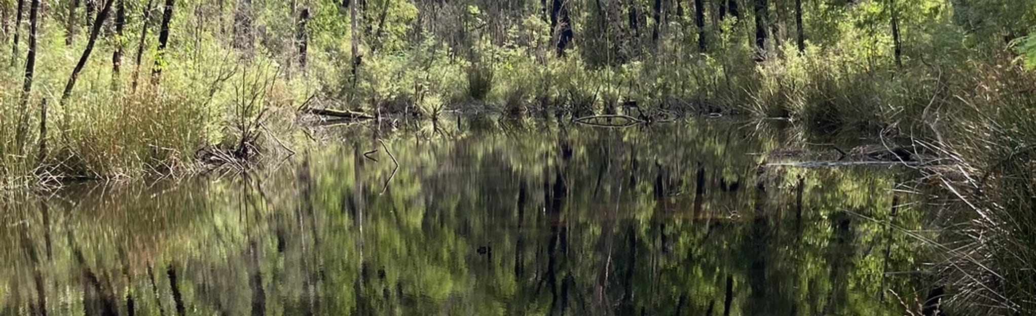 Steege Road, William Wallace, Tree Fern, and Ferres Tracks: 3 Reviews ...