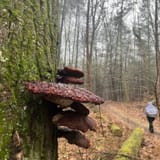 Bee Brook Loop, Connecticut - 1,001 Reviews, Map | AllTrails