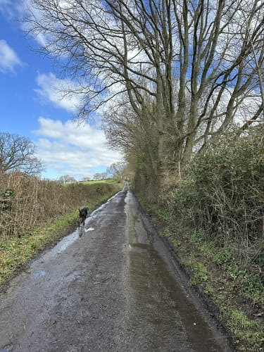 Las mejores rutas para pasear en Blean Woods Nature Reserve en 2023 ...