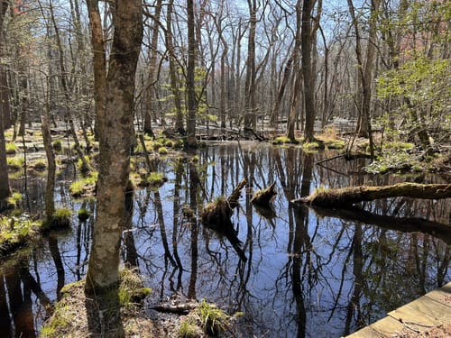 Best Hikes and Trails in Pocomoke State Forest | AllTrails