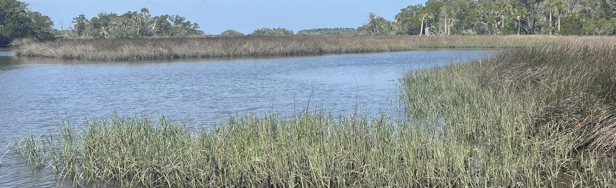 Withlacoochee Gulf Preserve Trail, Florida - 27 Reviews, Map | AllTrails