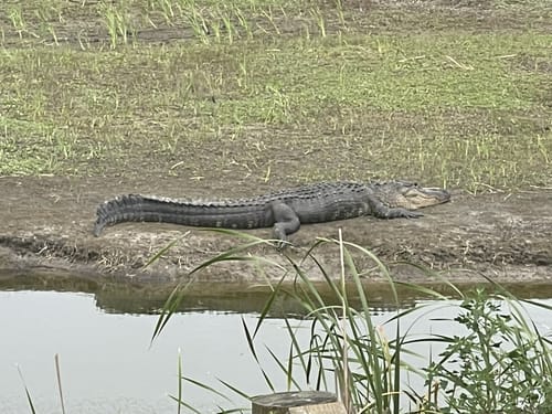 Best Hikes and Trails in Harris Neck National Wildlife Refuge | AllTrails
