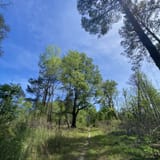 Bartram Trail: West Dam Recreation Area to Washington Road, South ...
