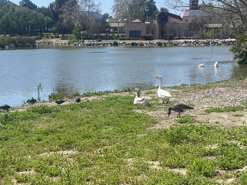 Best Hikes and Trails in Lindo Lake County Park | AllTrails