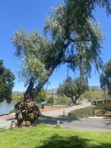 Best Hikes and Trails in Lindo Lake County Park | AllTrails