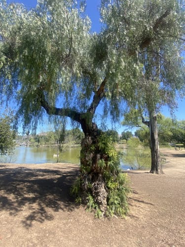 Best Hikes and Trails in Lindo Lake County Park | AllTrails