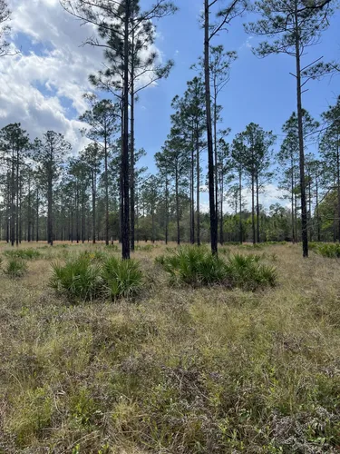 Best Hikes and Trails in Branan Field Wildlife and Environmental Area ...