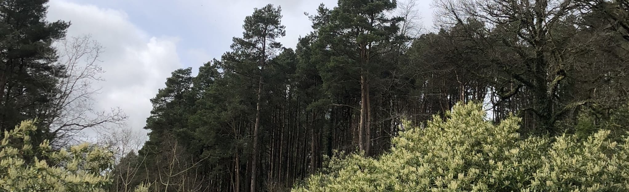 Glenbower Woods Loop - Blue Way: 106 Reviews, Map - County Cork ...