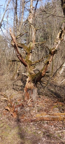 Best Hikes and Trails in Sugar River Forest Preserve | AllTrails