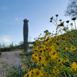 Hawes Trail System Loop, Arizona - 1,002 Reviews, Map | AllTrails