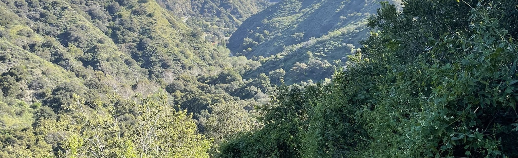 Coulter Pine Trail, California - 101 Reviews, Map | AllTrails