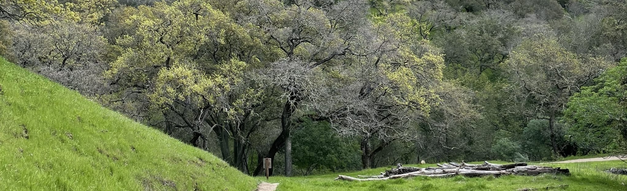 Wall Point and Creek Trail Mount Diablo: 4.292 foto's - California ...