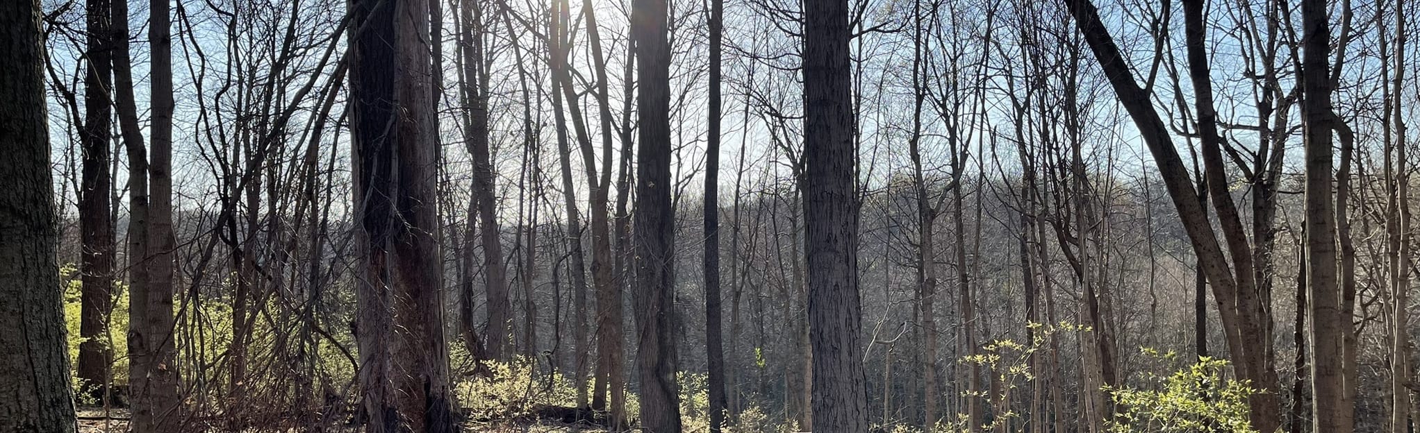 Mount Airy H, L, F & G Trails, Ohio - 233 Reviews, Map | AllTrails
