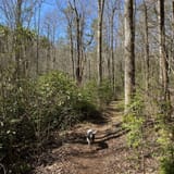 East Fork Trail, South Carolina - 292 Reviews, Map | AllTrails