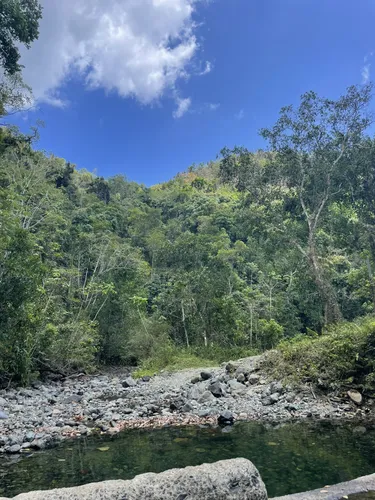 Best Hikes and Trails in Maricao State Forest | AllTrails