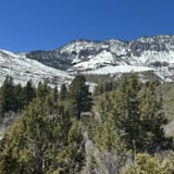 Utah Giant Sequoia Tree, Utah - 92 Reviews, Map | AllTrails