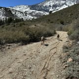 Utah Giant Sequoia Tree, Utah - 92 Reviews, Map | AllTrails