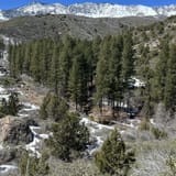 Utah Giant Sequoia Tree, Utah - 75 Reviews, Map | AllTrails