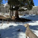 Utah Giant Sequoia Tree, Utah - 92 Reviews, Map | AllTrails