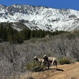 Utah Giant Sequoia Tree, Utah - 92 Reviews, Map | AllTrails