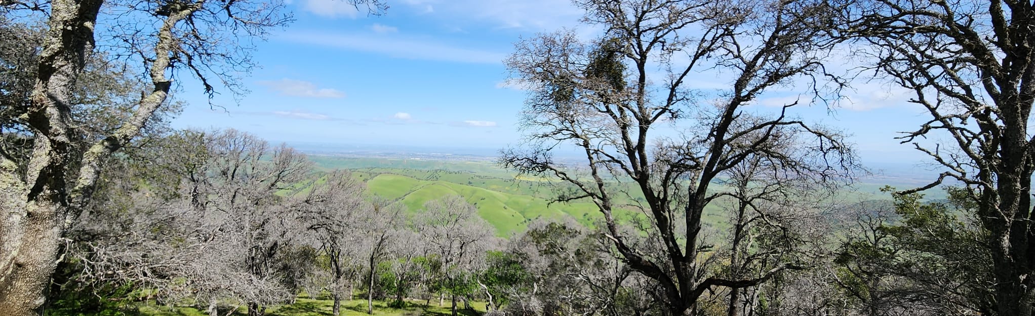 Coyote, Stone Corral, Blue Oak Trail Loop: 51 Reviews, Map - California ...
