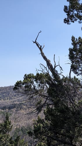 Best Hikes and Trails in Devil's Knob-Devil's Backbone Natural Area ...
