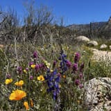 Sutherland Trail, Arizona - 207 Reviews, Map | AllTrails