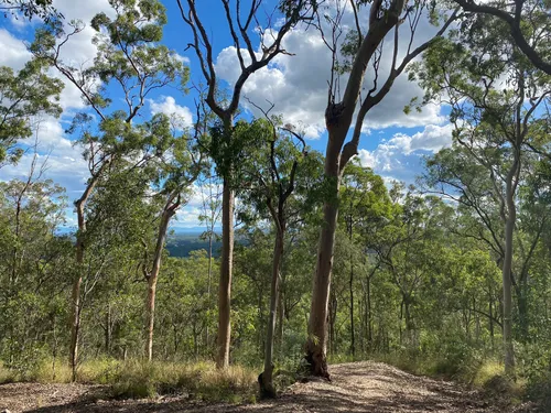 10 Best Hikes and Trails in Moggill Conservation Park | AllTrails