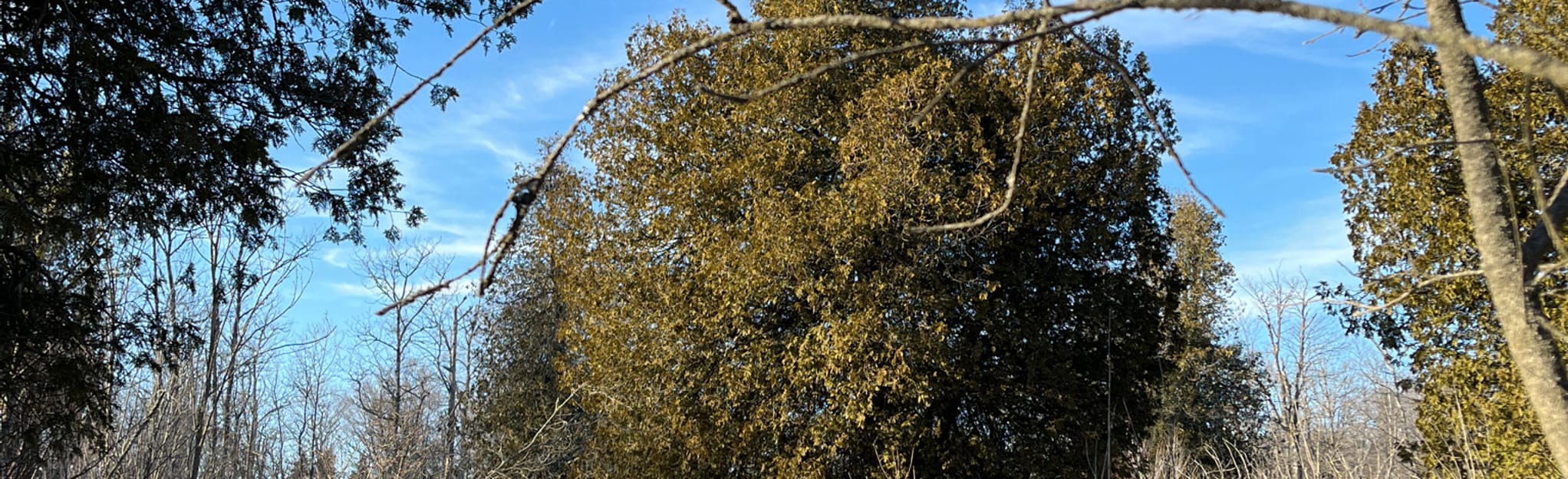 Rowleys Bay Trail, Wisconsin - 129 Reviews, Map | AllTrails