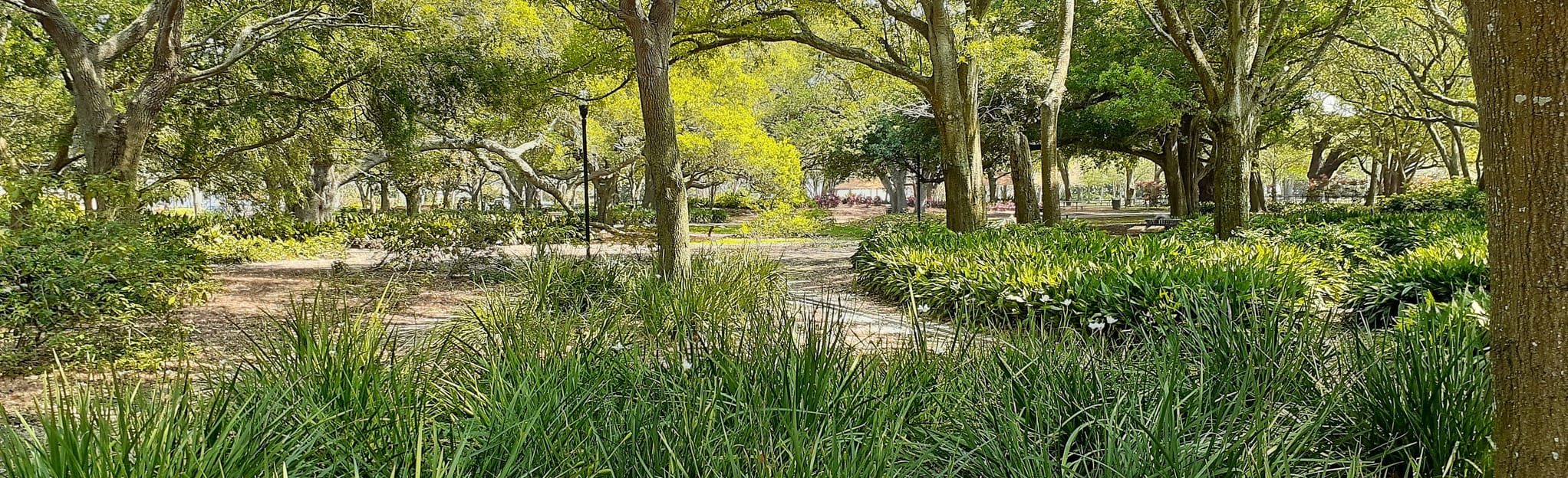 Largo Central Park Path, Florida - 45 Reviews, Map | AllTrails