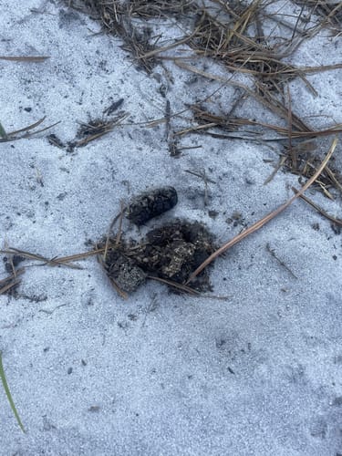 Best Hikes and Trails in Allen David Broussard Catfish Creek Preserve ...