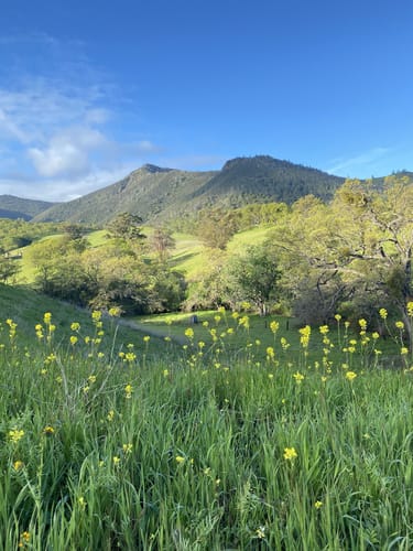 2023 Best 10 Moderate Trails in Mount Diablo State Park | AllTrails