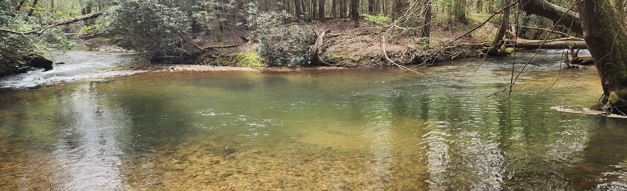 Wildcat Creek Loop Trail, Georgia - 236 Reviews, Map | AllTrails