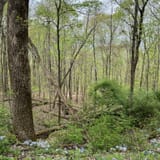 Upper Guild Trail, Tennessee - 481 Reviews, Map | AllTrails