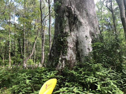 Best Hikes and Trails in Aucilla Wildlife Management Area | AllTrails