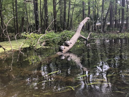 Best Hikes and Trails in Aucilla Wildlife Management Area | AllTrails