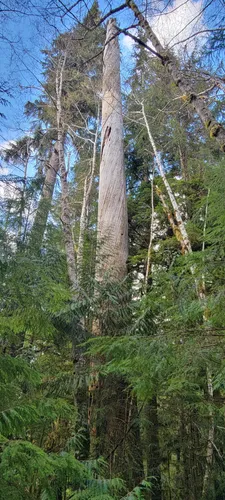 Best Hikes and Trails in Red Creek Fir Recreation Site | AllTrails