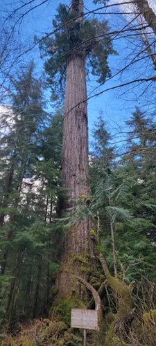 Best Hikes and Trails in Red Creek Fir Recreation Site | AllTrails