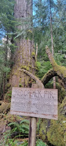 Best Hikes and Trails in Red Creek Fir Recreation Site | AllTrails
