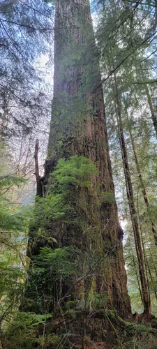 Best Hikes and Trails in Red Creek Fir Recreation Site | AllTrails