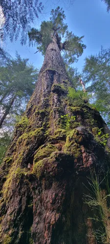 Best Hikes and Trails in Red Creek Fir Recreation Site | AllTrails