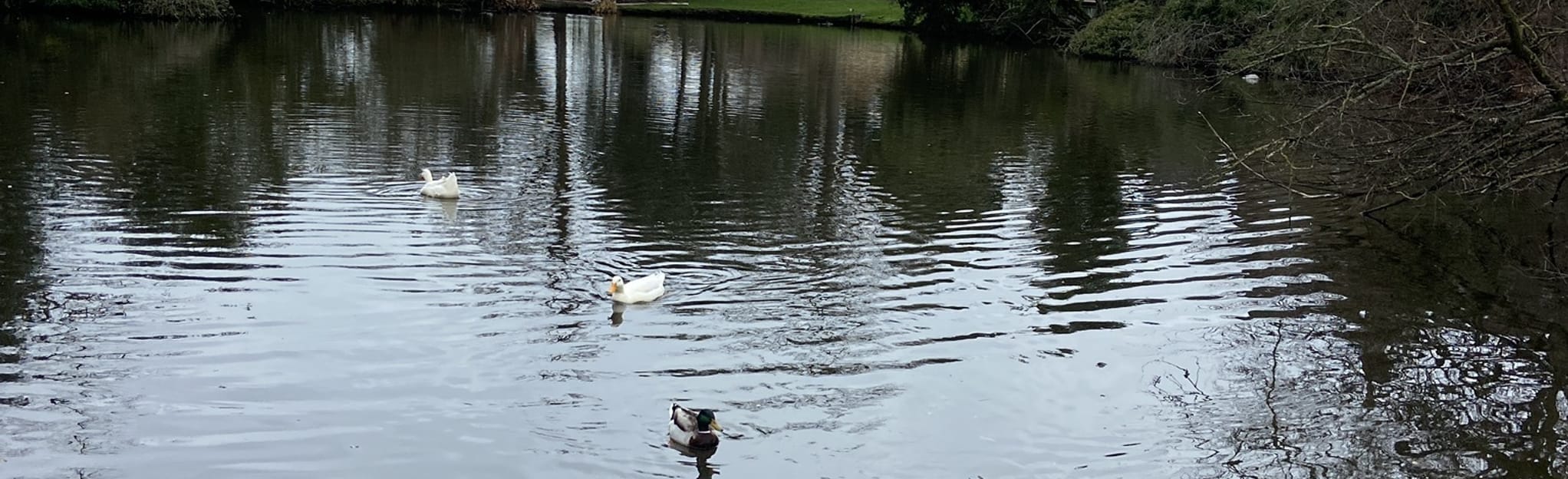 The Moat House, Teddesley Park and Canal Walk: 59 foto's ...