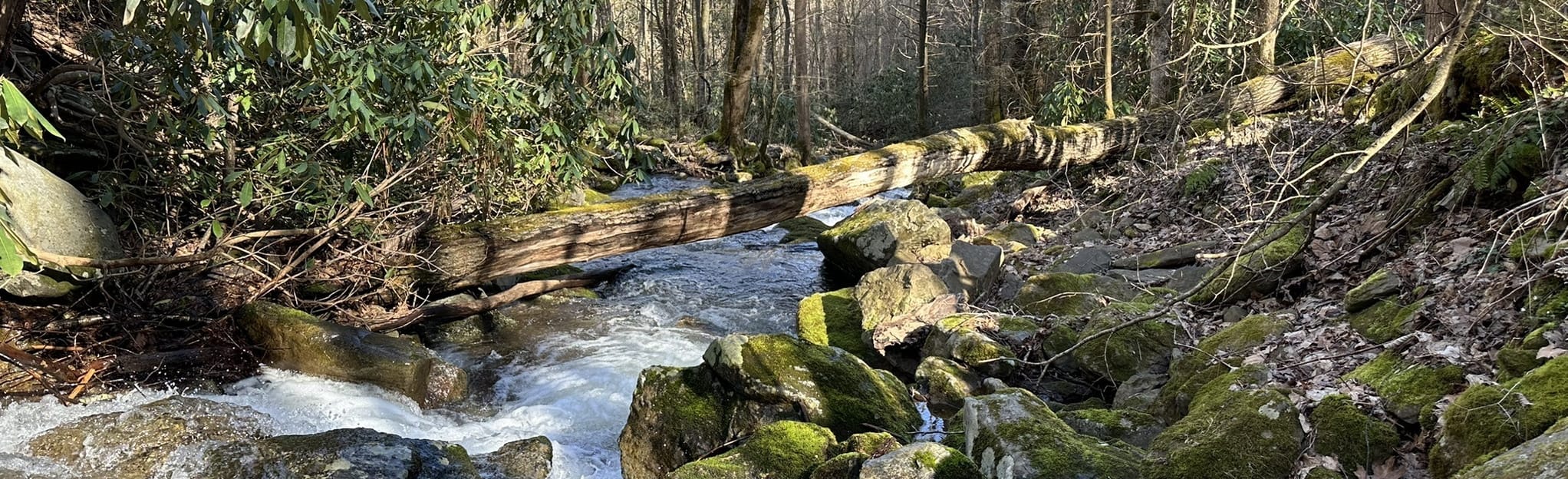 Lower Higgins Creek Falls: 217 Reviews, Map - Tennessee | AllTrails