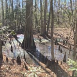 Cape Henry Trail, Virginia - 553 Reviews, Map | AllTrails