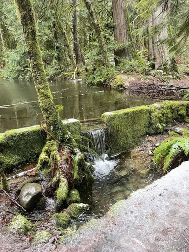 Best Hikes and Trails in Dosewallips State Park | AllTrails